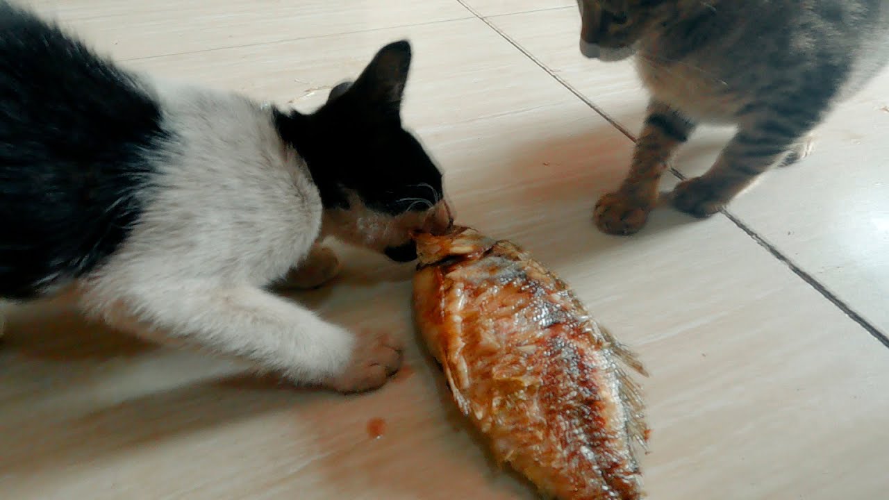 Hungry kittens fighting for food || Cat eat Delicious fish | Cat eating ...