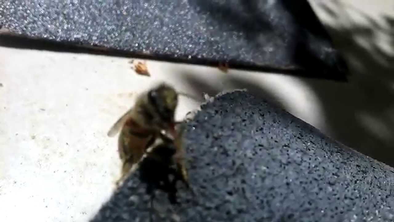 Abeja vista de cerca - YouTube
