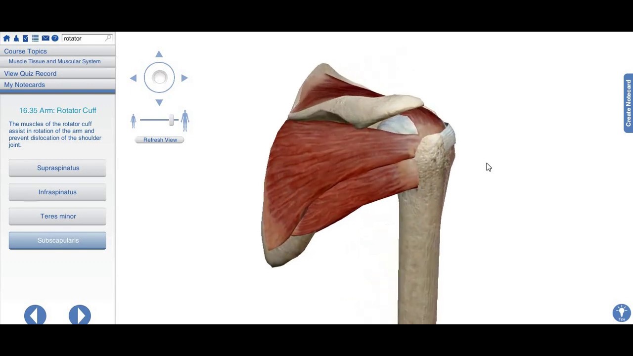 ROTATOR CUFF MUSCLES ACTION,ORIGIN INSERTION OF ROTATOR CUFF 3D MUSCLES ...