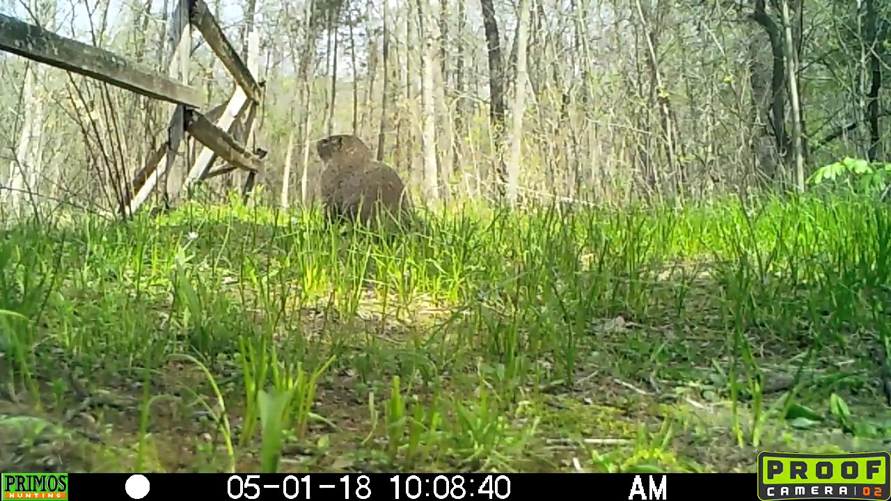 SNR Trailcam | Whistle-pig at the Overlook - YouTube