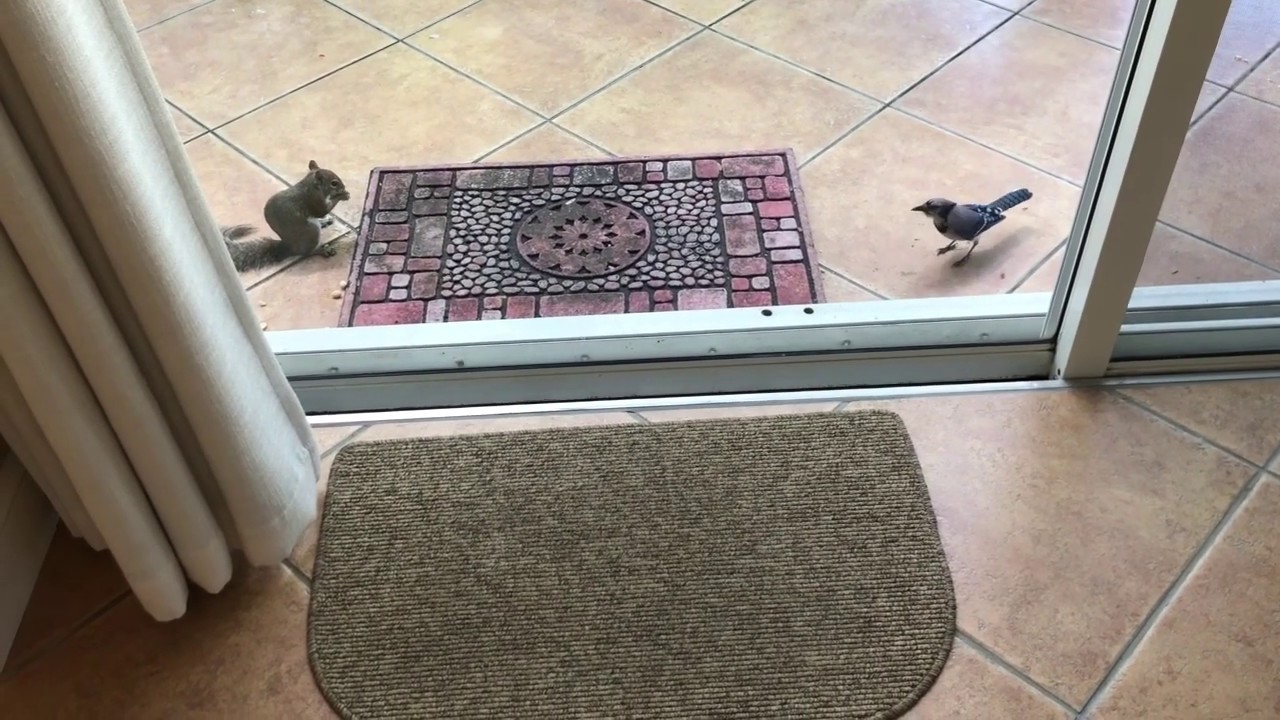 Funny dancing squirrel and blue jay enjoy peanuts together. - YouTube