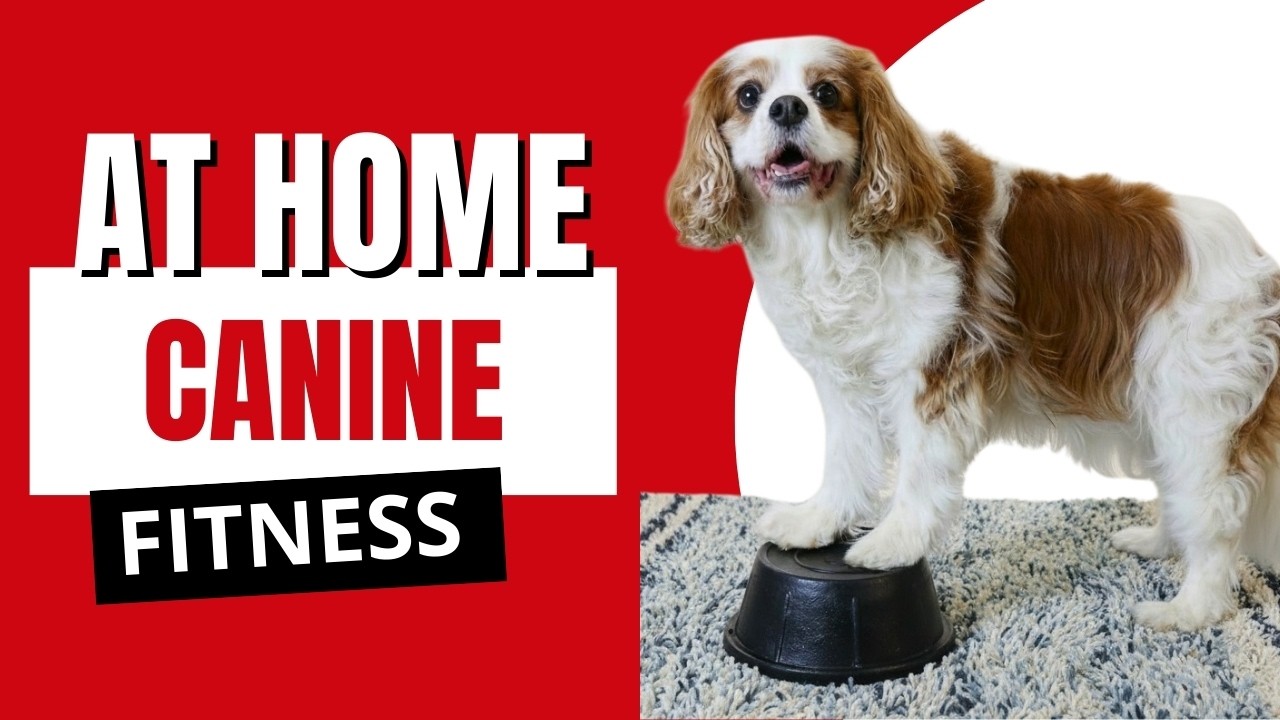 Canine Fitness and Fun at Home | Interview with Animal Physical ...