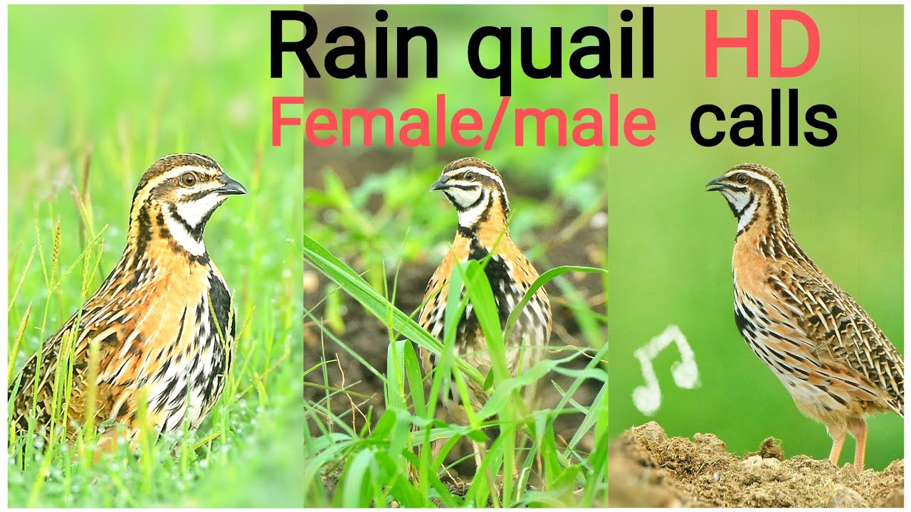 #rain_quail_female_call #rain_quail_call #rain_quail_female_sound 100% ...