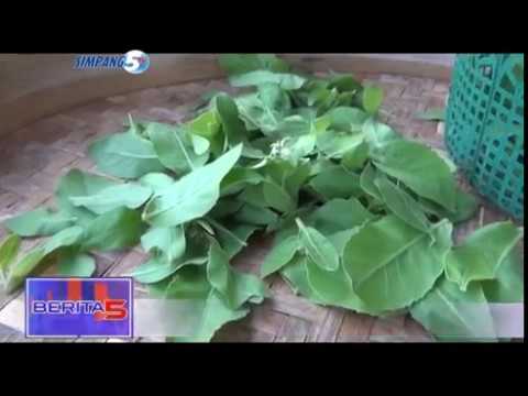 Sejuta Khasiat dan Manfaat Teh Daun Beluntas - YouTube