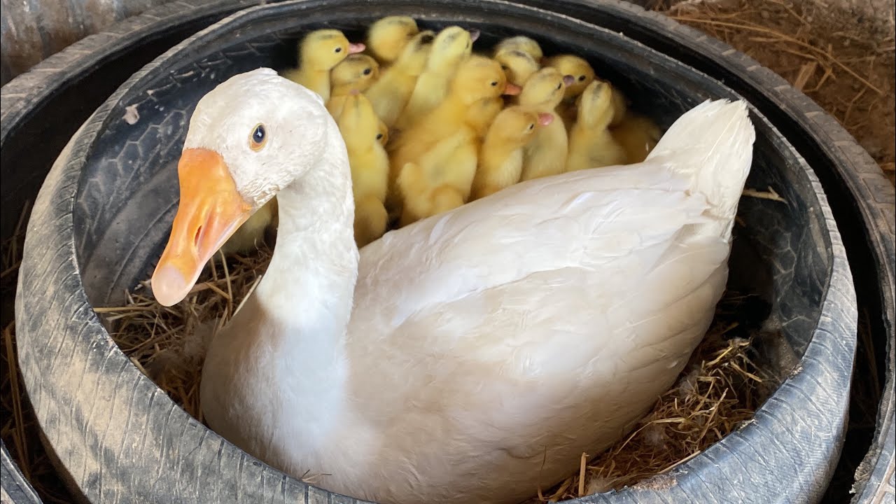 WOW Pekin Cute Cute Yellow Duckling Hatching From Eggs - Duck New Born ...