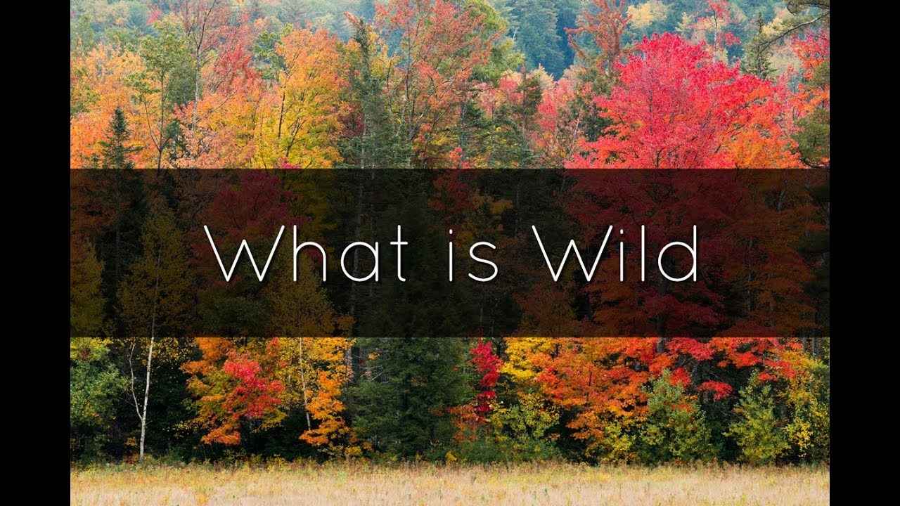 What is Wild - YouTube