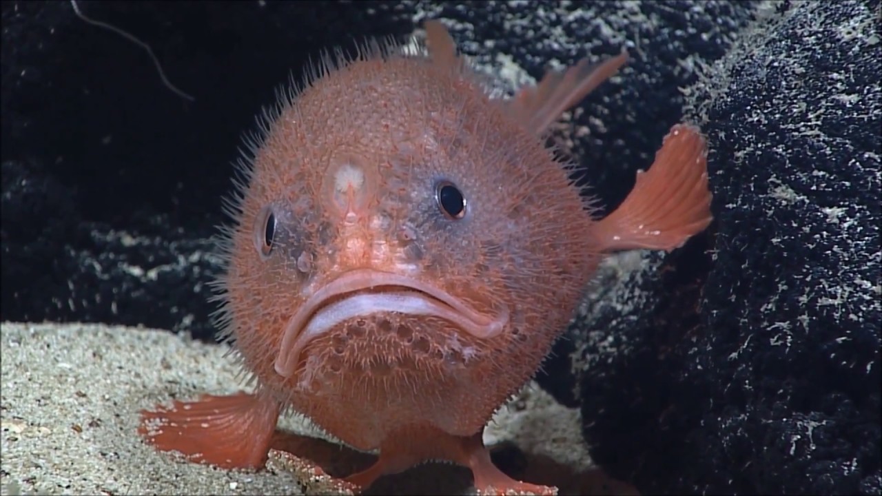 Le crapaud de mer - YouTube