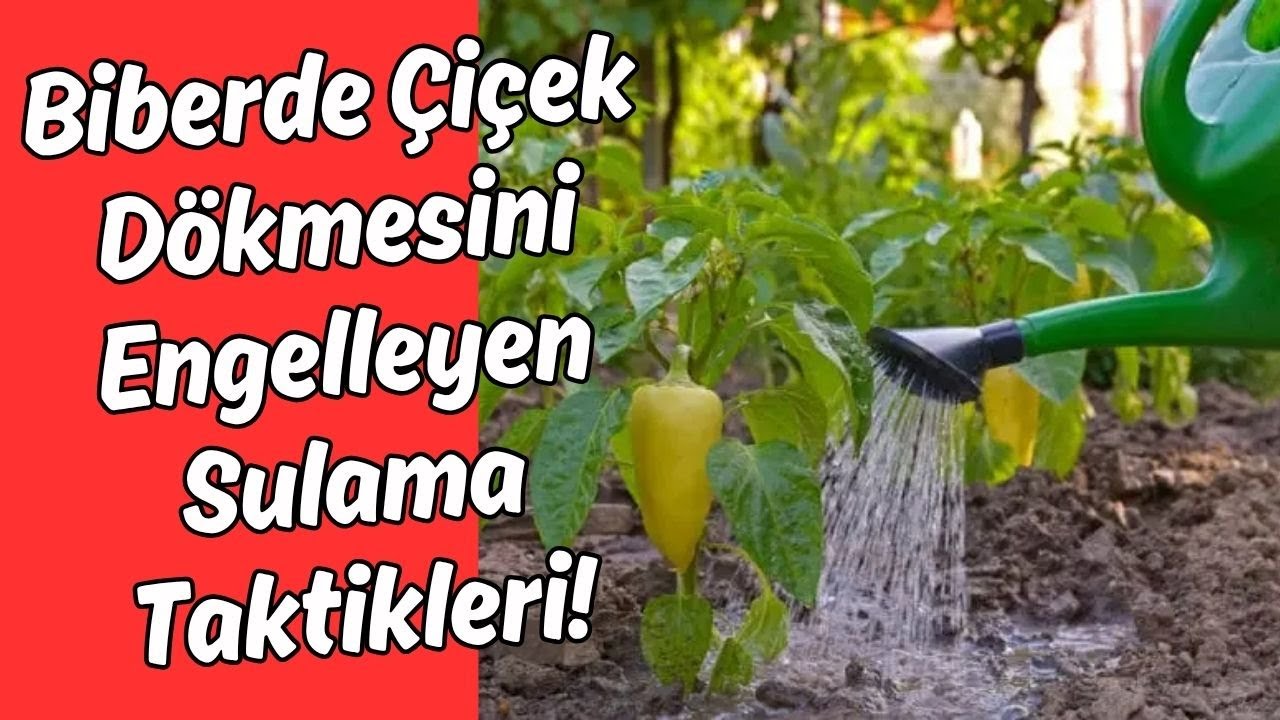 Biber Nasıl Sulanır? 🌶️ Hangi Dönemde Kaç Litre Su? #biber #biberbakımı ...