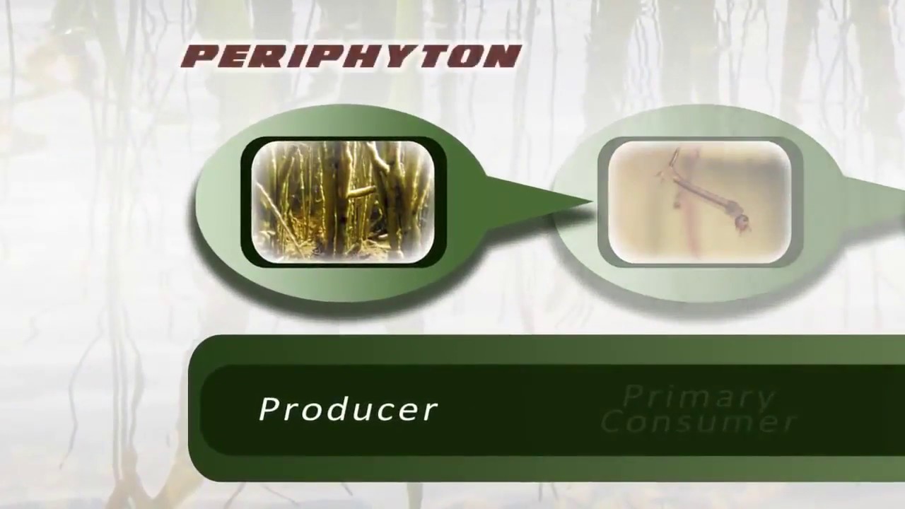 Lantul trofic - YouTube