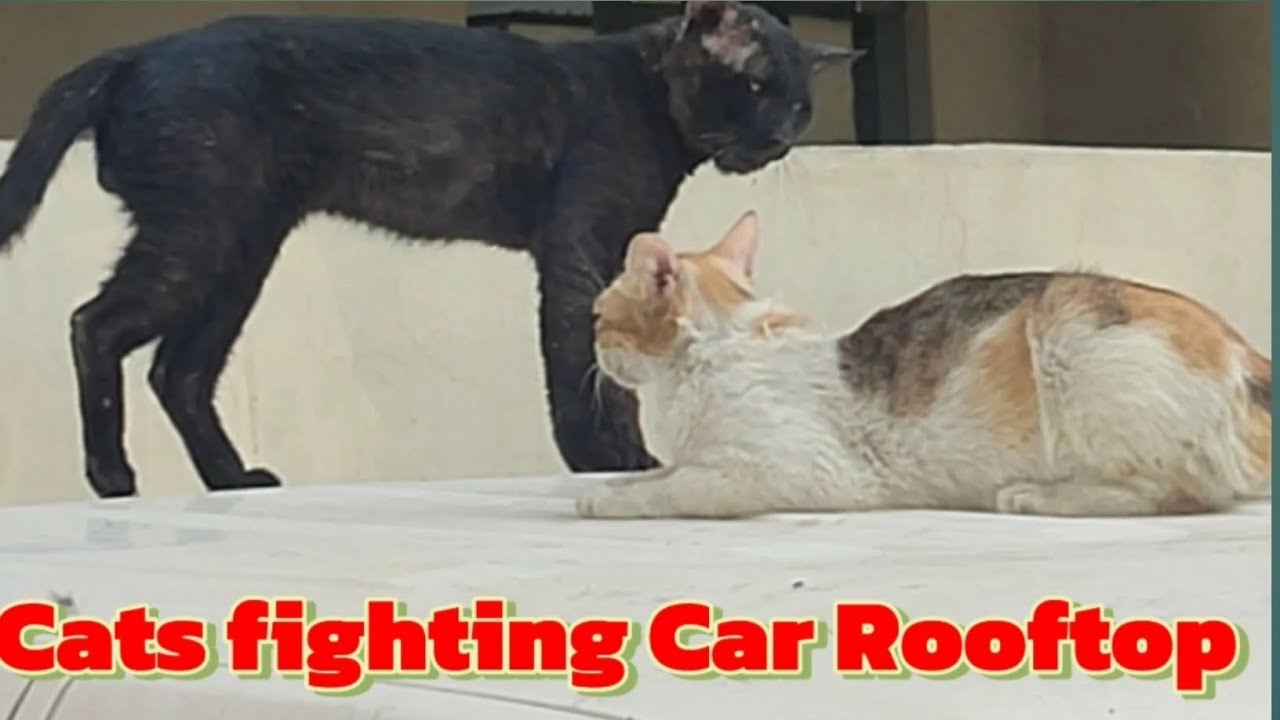 Crazy Cat Fight on Car Rooftop 🌹🐈🌹| Cats sounds compilation | Cat ...