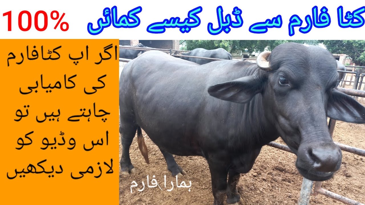 Kata Farming 2023 | Katta Farming Bisiness In Pakistan 2023 | Kati ...