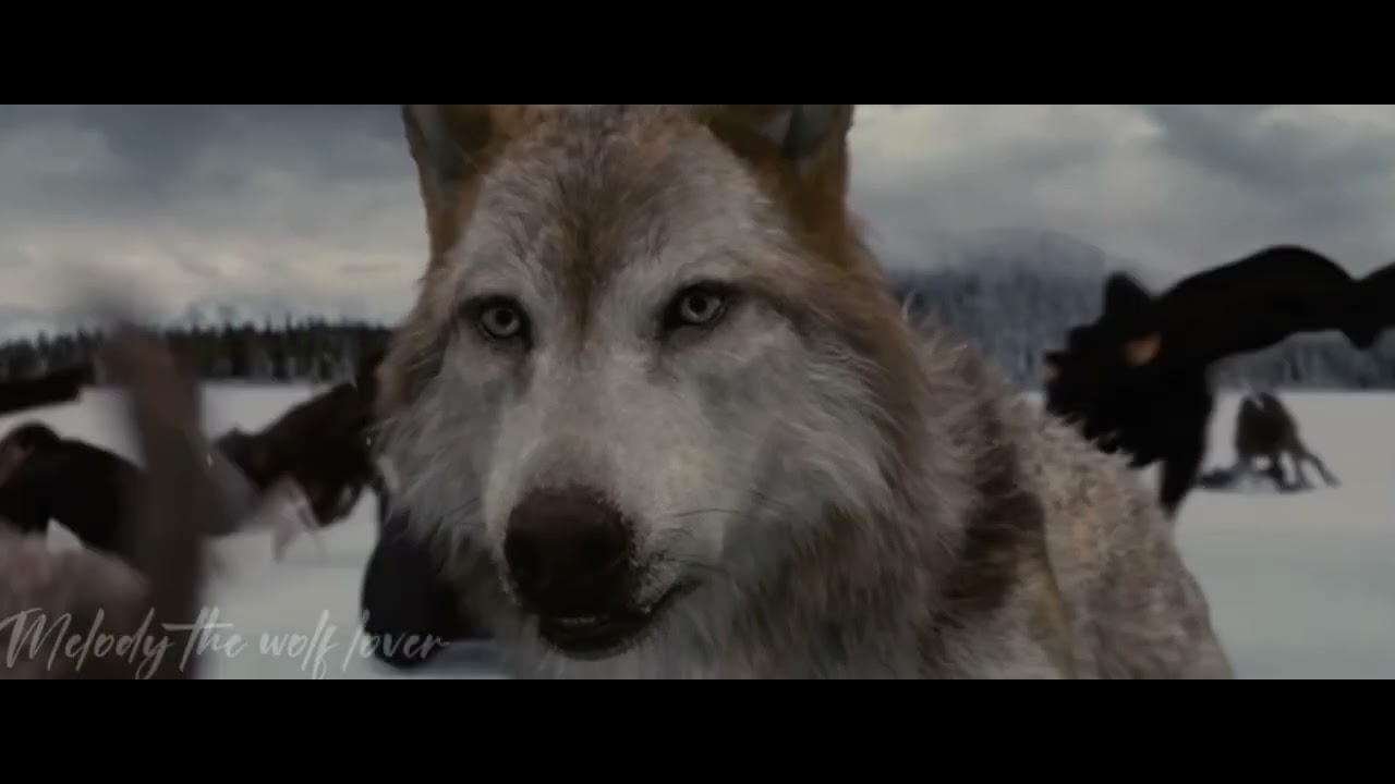 Twilight wolves-enemy - YouTube