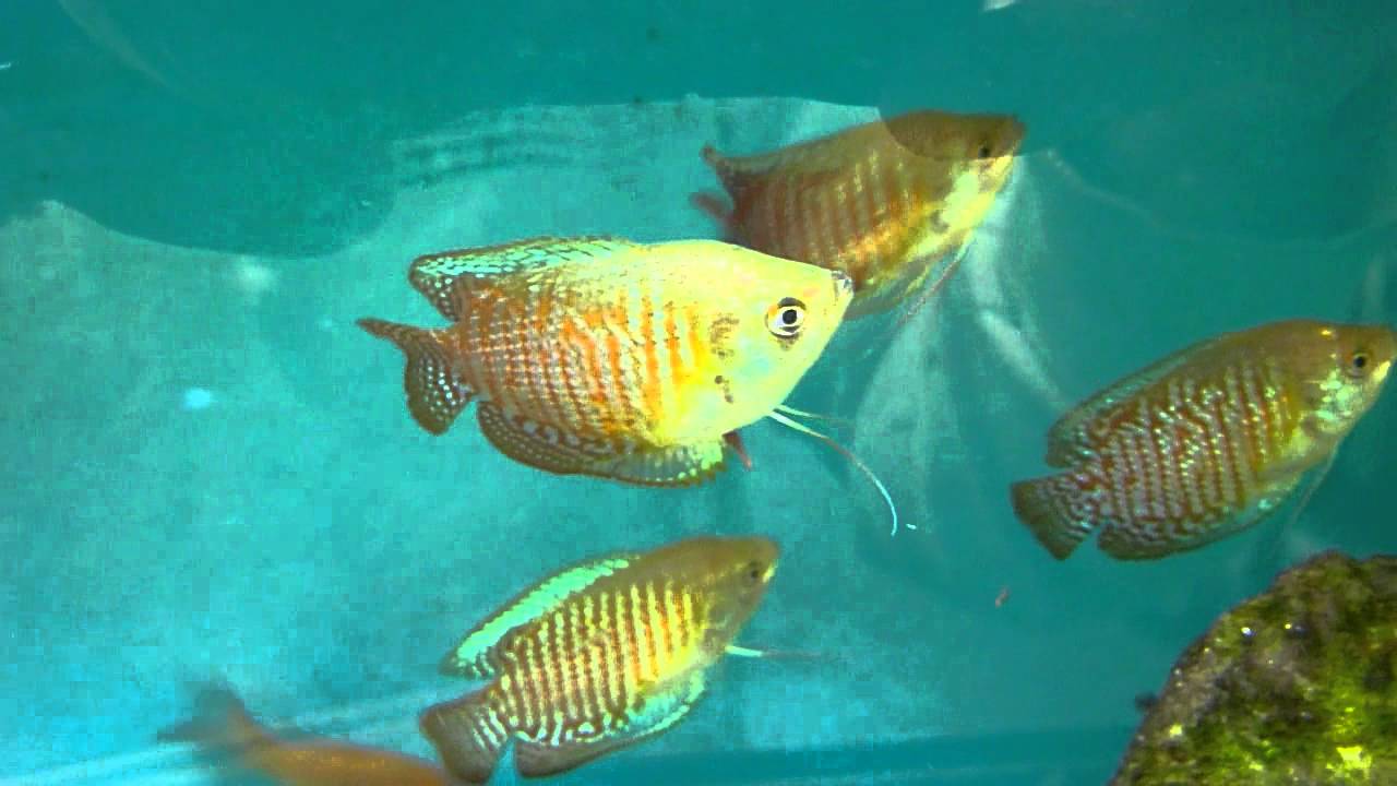 Colisa Lalia (Dwarf Gourami) - YouTube