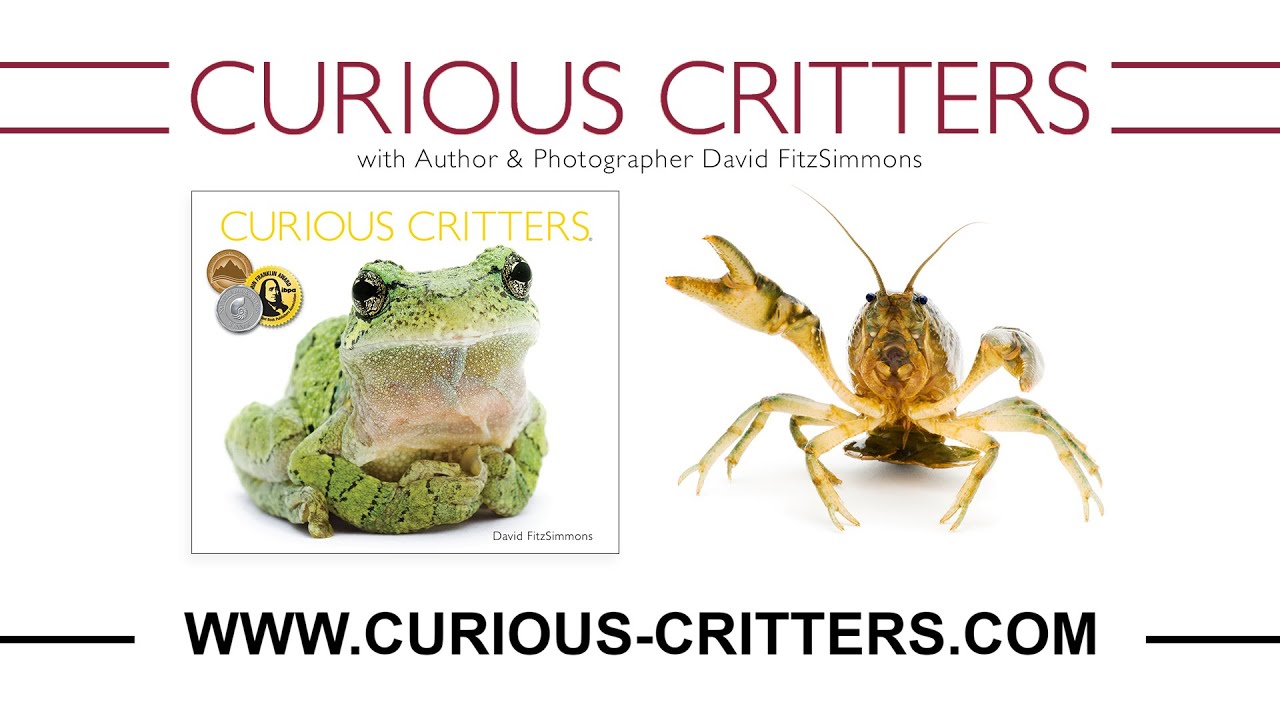 CURIOUS CRITTERS Ohio Crawfish Reading by David FitzSimmons - YouTube