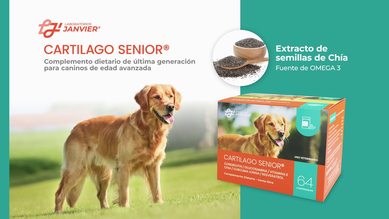 Cartilago Forte / Cartilago Senior - YouTube