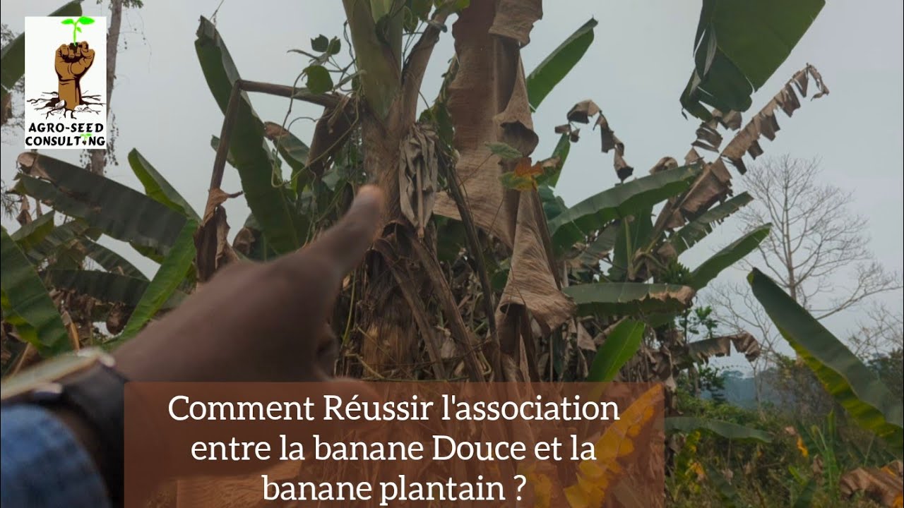 Comment Réussir l'Association Entre la Banane Plantain Et la Banane ...