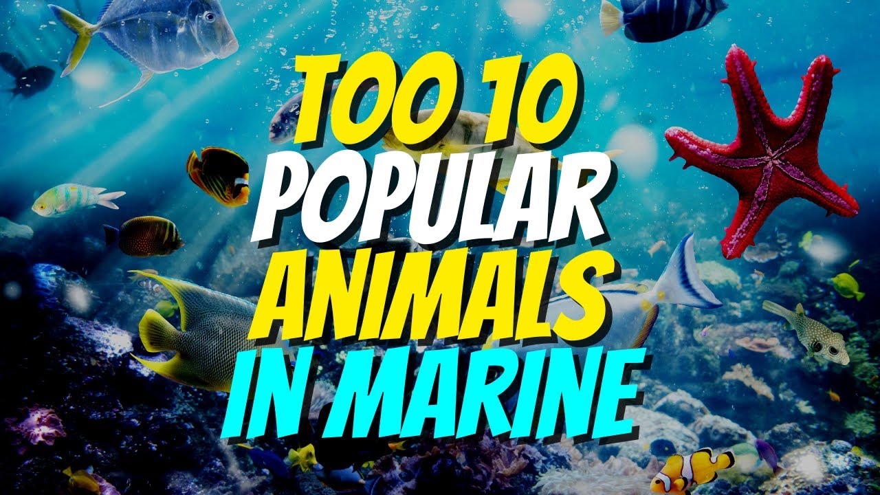 "Discovering the Fascinating World of Top 10 Most Popular Marine ...