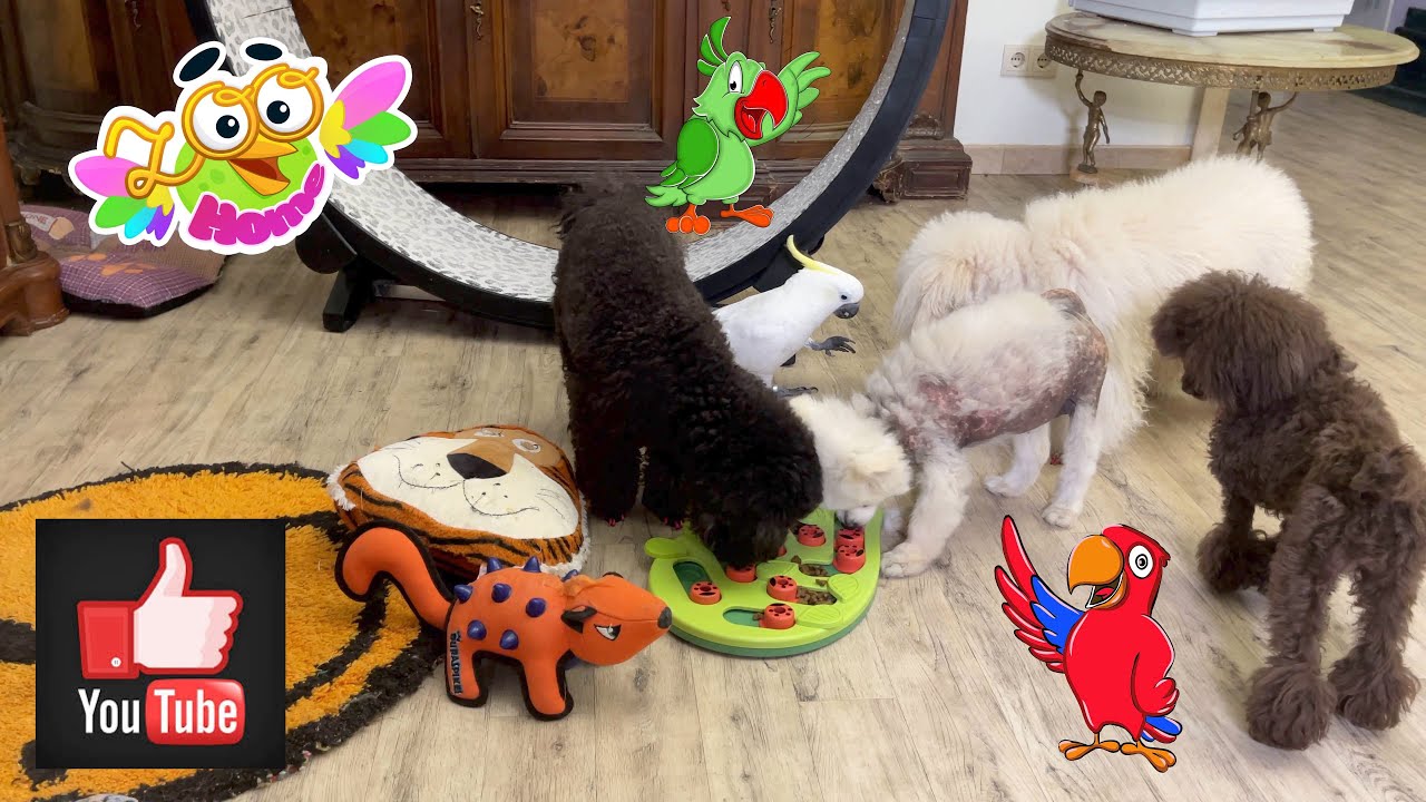 Terry the dog started raising the pampered parrot Charlie - YouTube