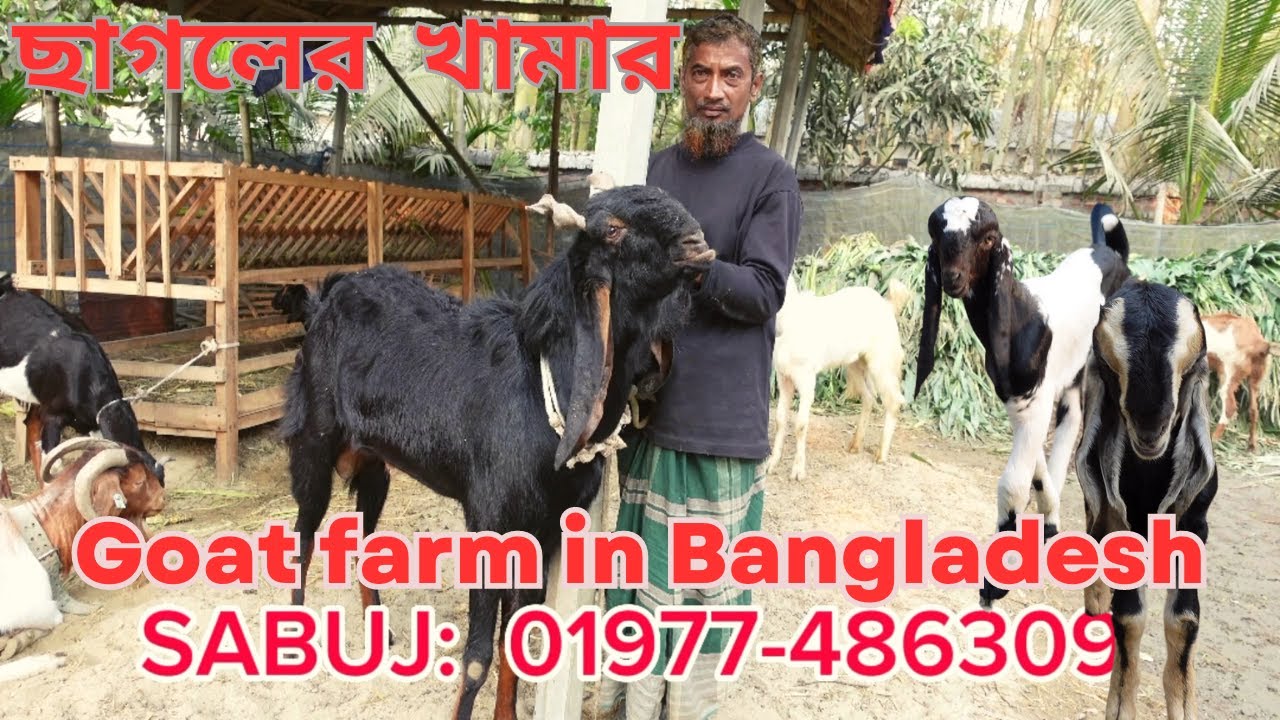 অরজিনাল হরিয়ানা যমুনাপারী ছাগলের খামার || ছাগলের খামার || Original ...