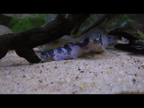 Microglanis sp. en mi acuario de peces nativos. - YouTube