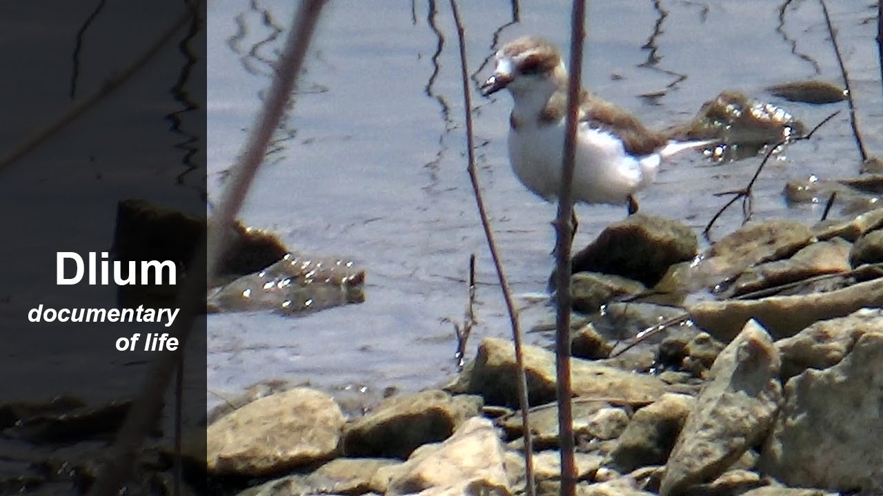Javan plover (Charadrius javanicus) - YouTube