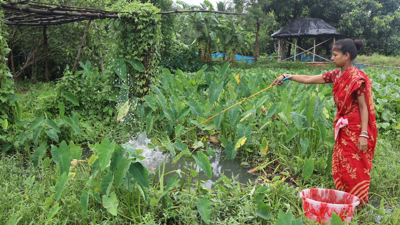 Awesome fishing video🐠 || by expert village lady fisher fish hunting in ...