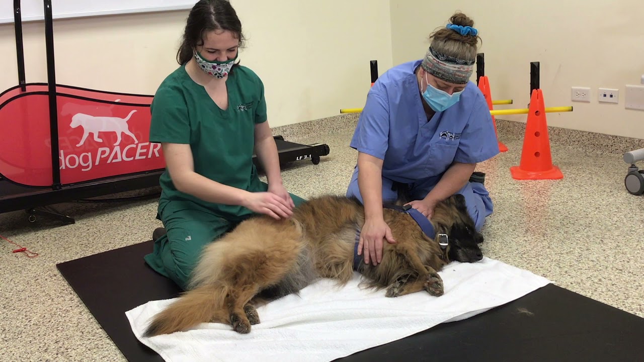 Passive Range of Motion (PRoM) Exercises for Dogs & Cats - YouTube