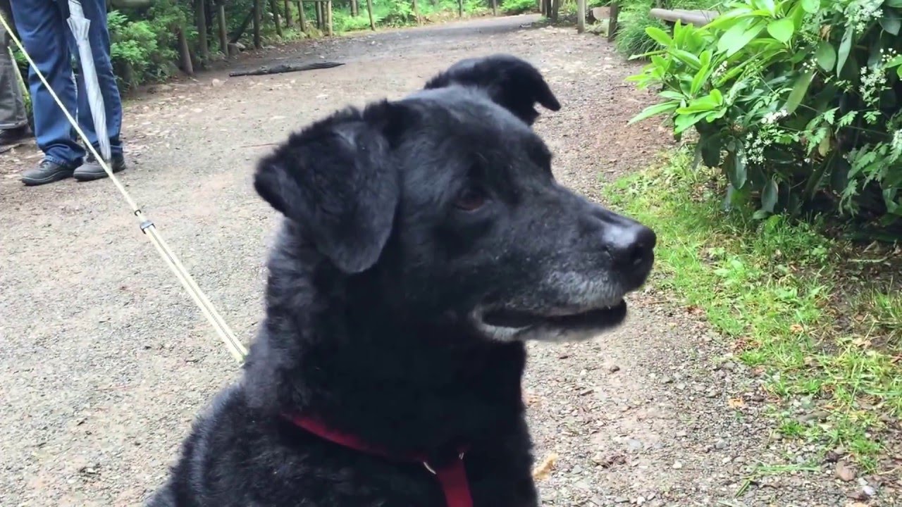 dog freaks out about a Marter - YouTube