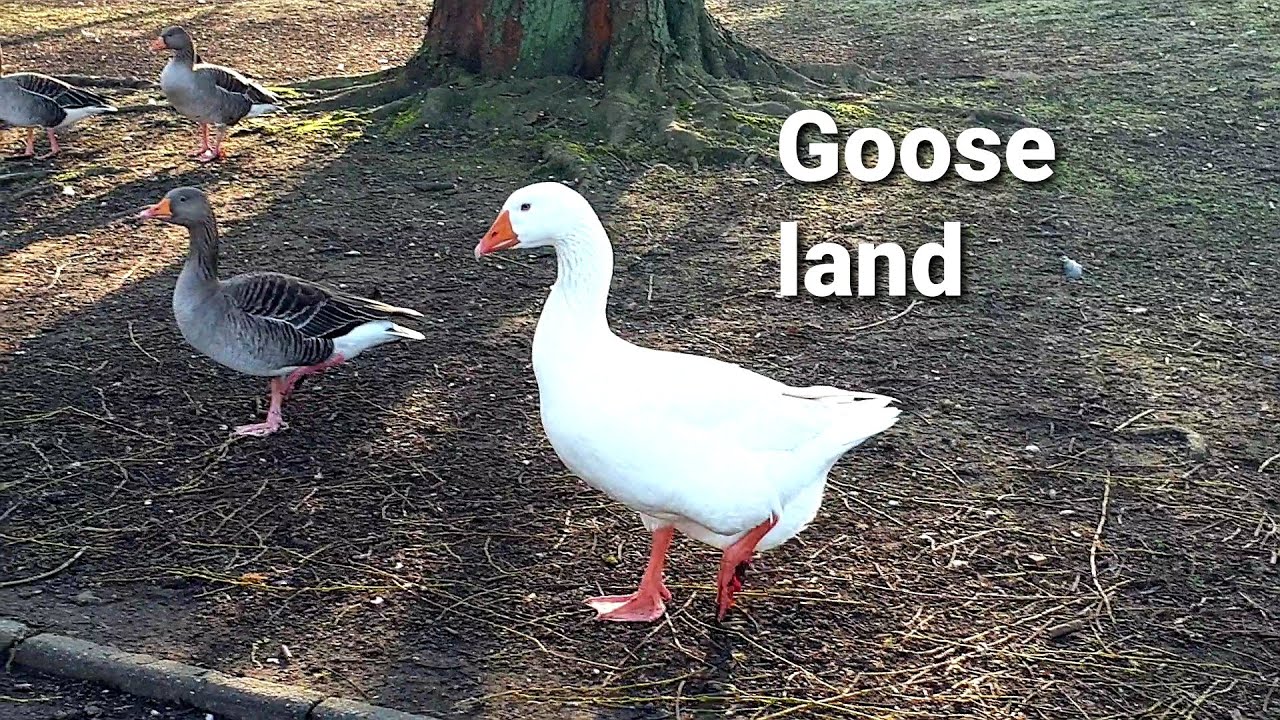 Goose-land: war and peace - YouTube
