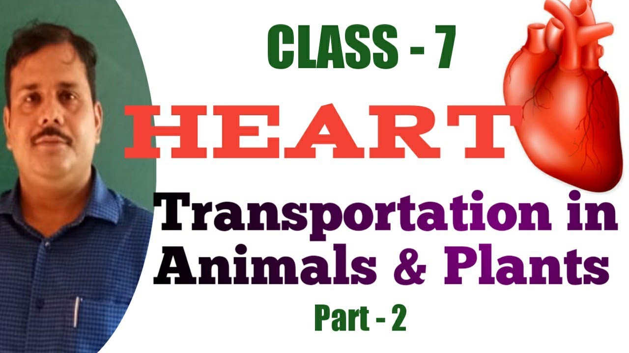 Class 7 Transportation in Animals and Plants How heart works Chapter ...