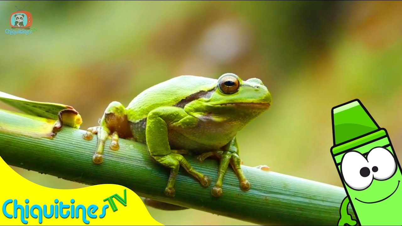 Aprende los colores con Animales - YouTube