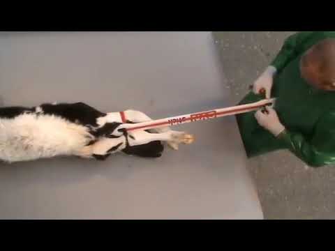 GYN-stick® Torsion Fork/Obstetrical Crutch C1843N, from Nasco - YouTube