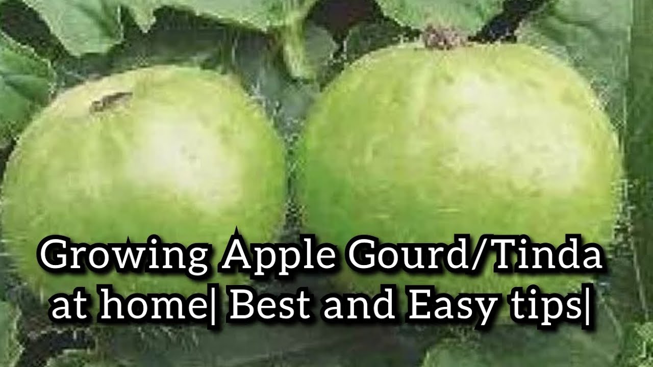 How to Grow Apple Gourd/Tinda from seeds at home| Fast and Easy method ...
