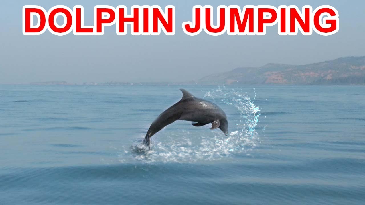 Dapoli Beach Dolphin - YouTube