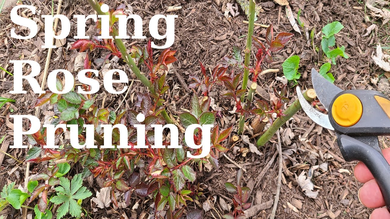 Spring Rose Pruning - YouTube