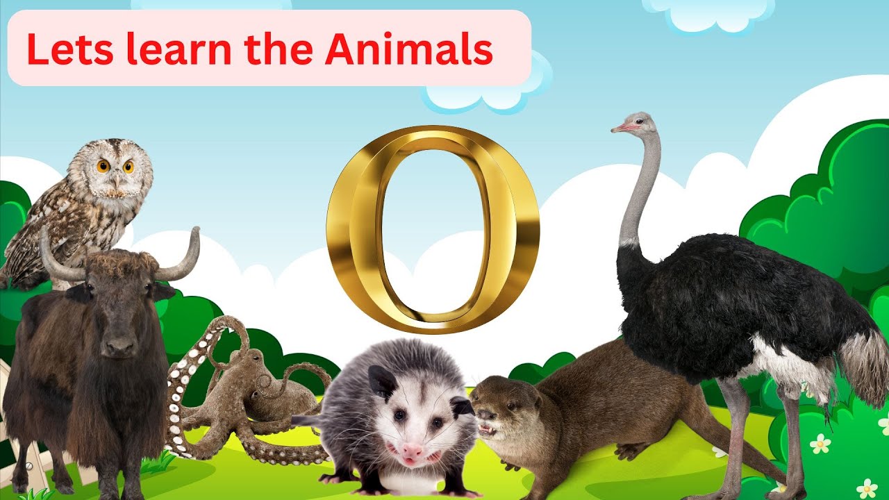 Learn the Animal- letter O - YouTube