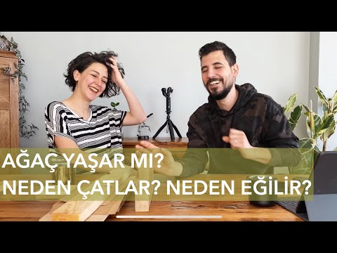 Ağaç Yaşar Ne Demek? Ahşap Neden Çatlar?
