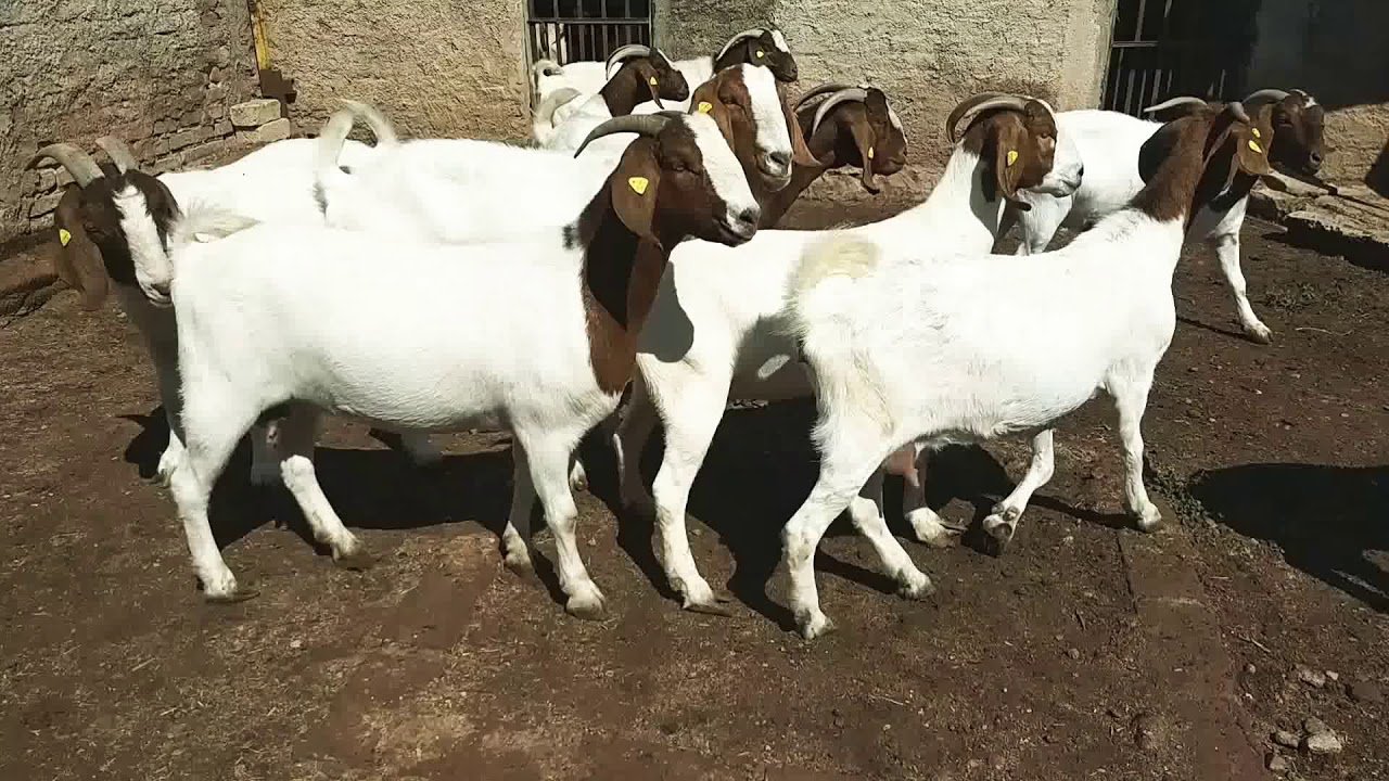 Hembras Chivas Cabras Boer con Registro! - YouTube