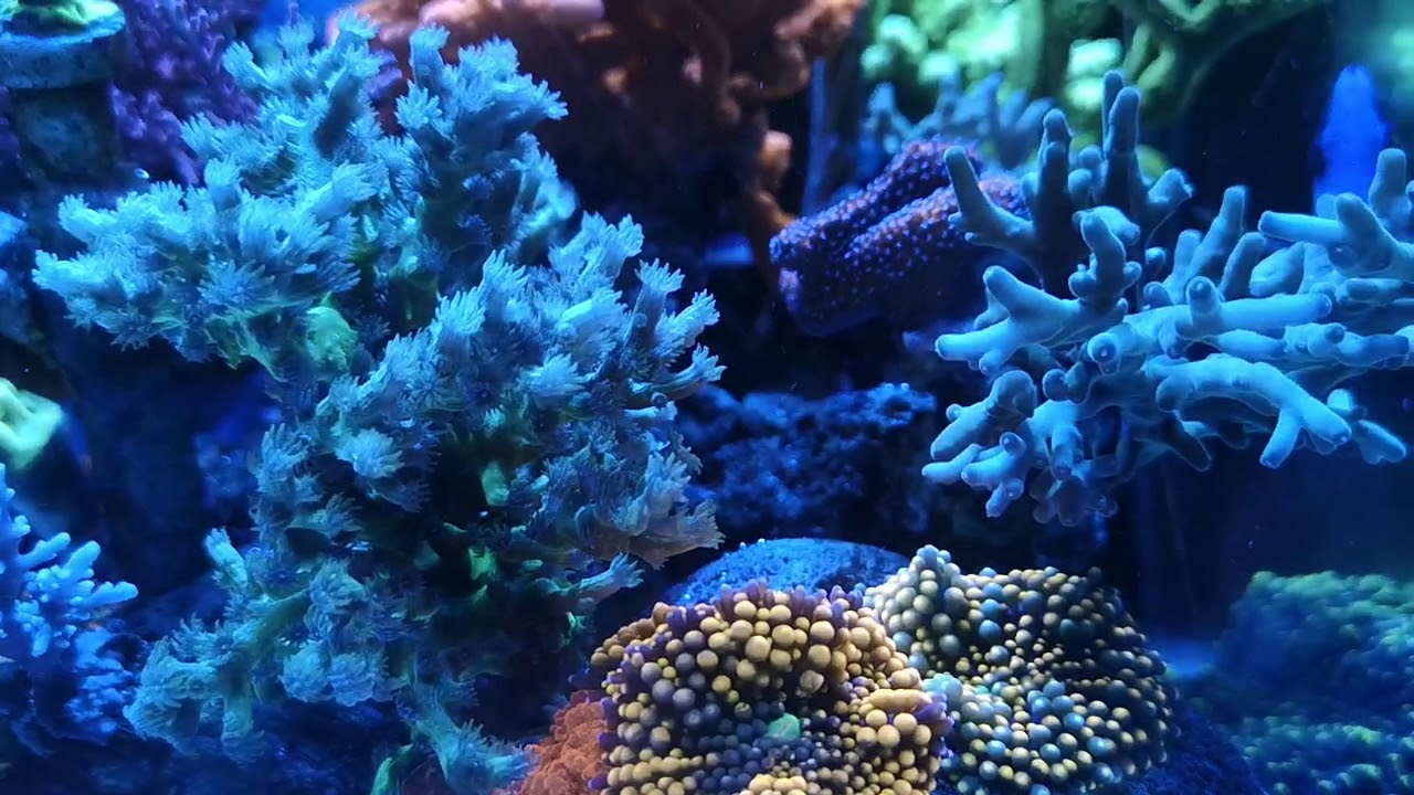 Acropora nano reef tank - YouTube
