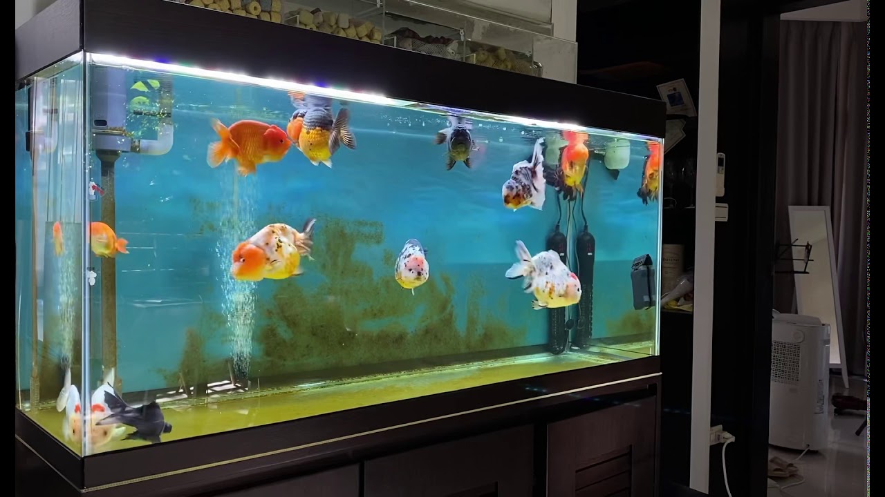 Goldfish tank, Oranda and Ranchu. 금어 어항, 오란다 난주. 金魚魚缸蘭壽。 - YouTube
