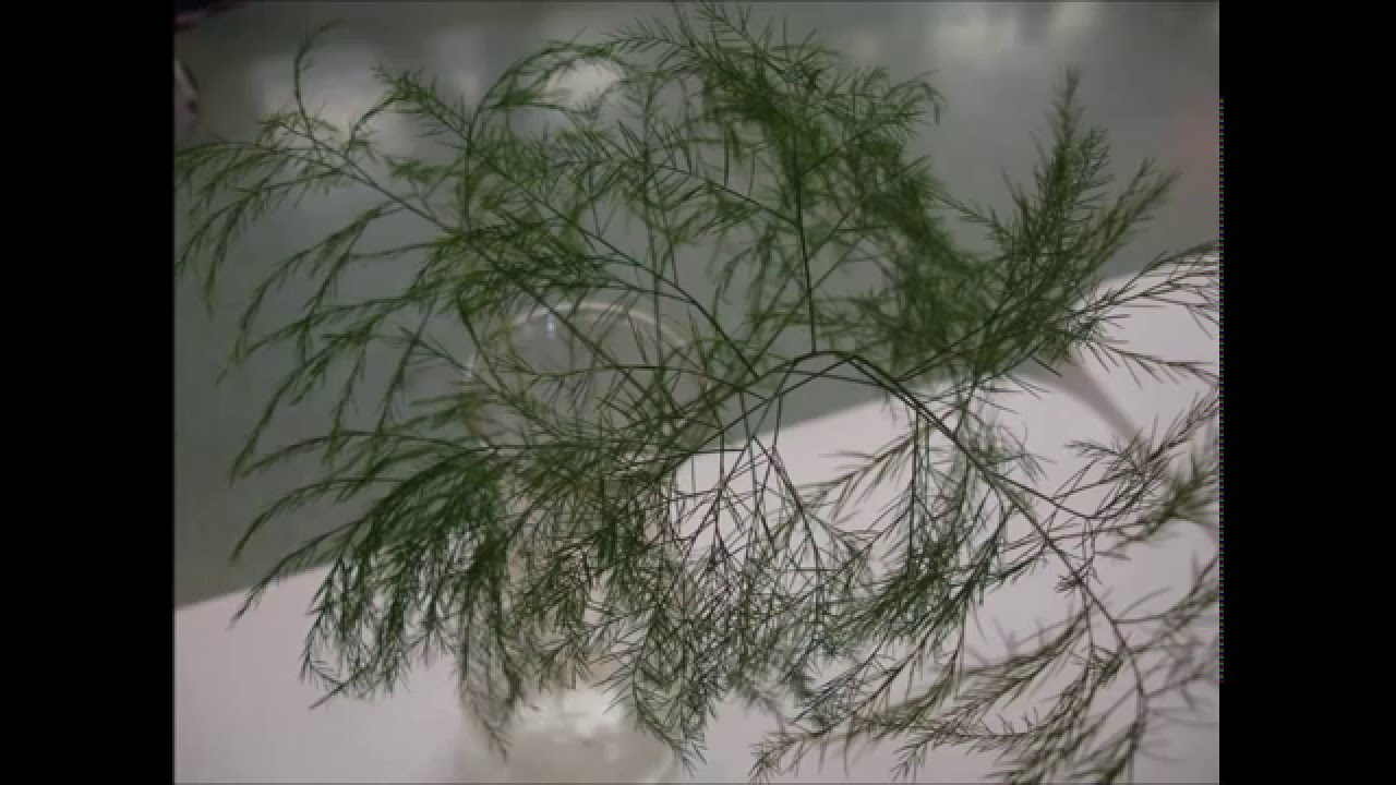 FFA Floriculture CDE Practice Identification - YouTube