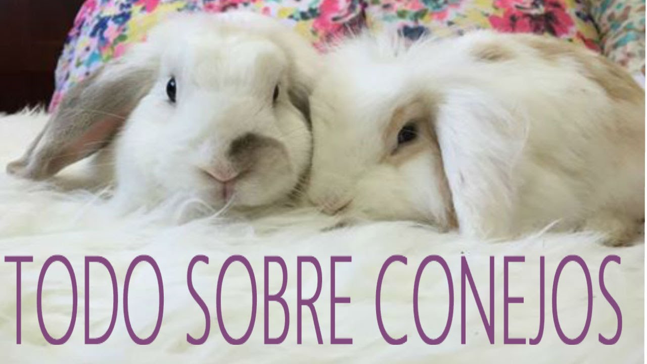 COMO CUIDAR UN CONEJO? GASTOS, CONSEJOS Y EXPERIENCIA (TODO SOBRE ...
