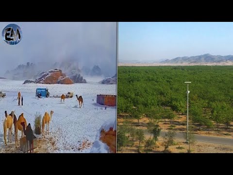 Saudi Arabia's desert turns into a green land, the climate changing ...