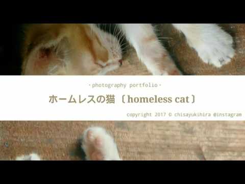 Anata To - Ken Hirai x Homeless Cat (Photography Portfolio)