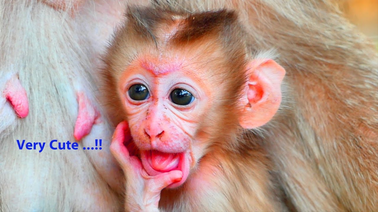 Super Cute ! Beloved baby monkey JURY make face very cute - when she ...