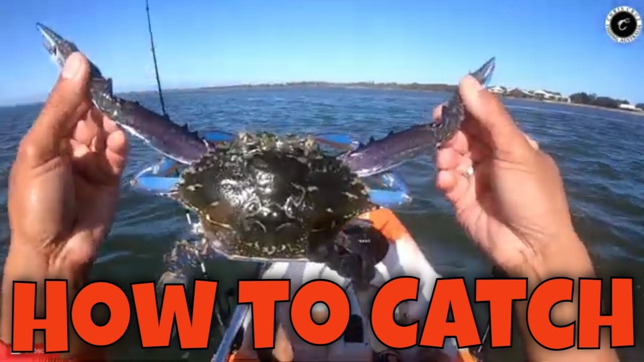 How to Catch Blue Swimmer Crabs | What Bait to Use | Drop Netting - YouTube