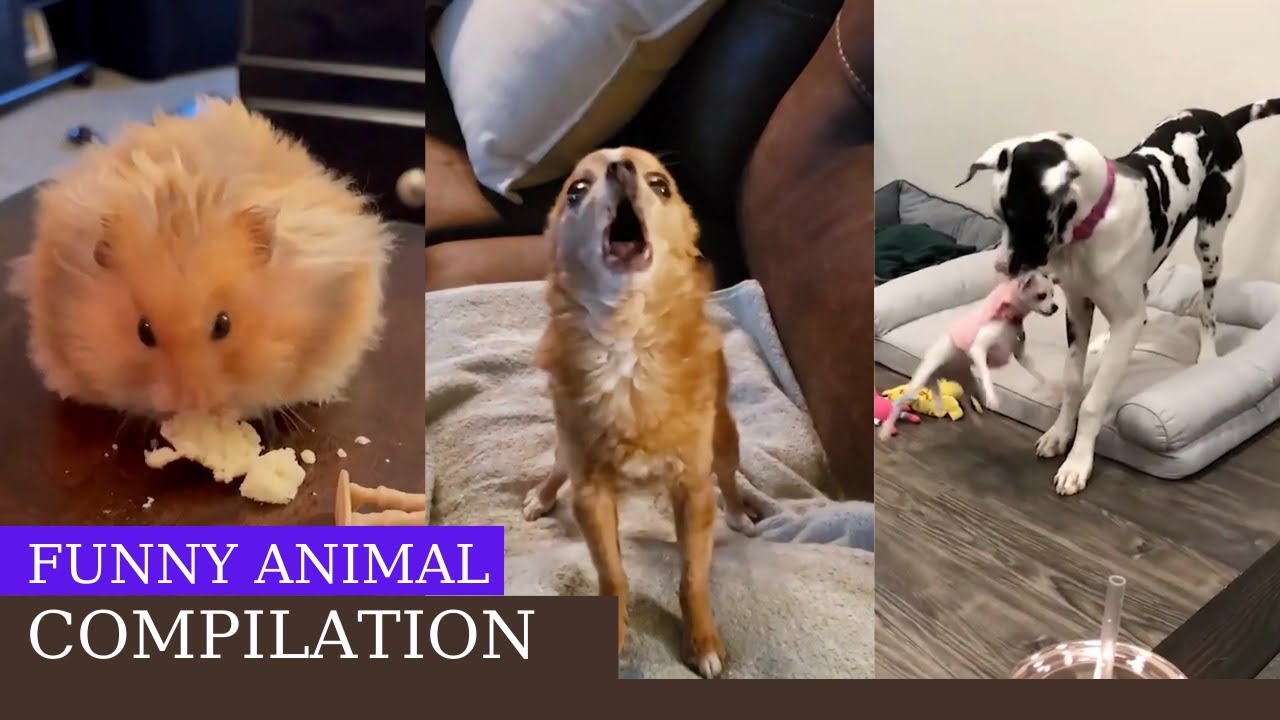 Cute Animals Doing Silly Things 🐹 😼 🐶 Best Funny Animal Videos 🤣🤣 - YouTube
