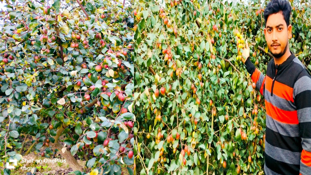 Kasmire Sondori Read apple bear Farming / Apple bear Farming ka jankari ...