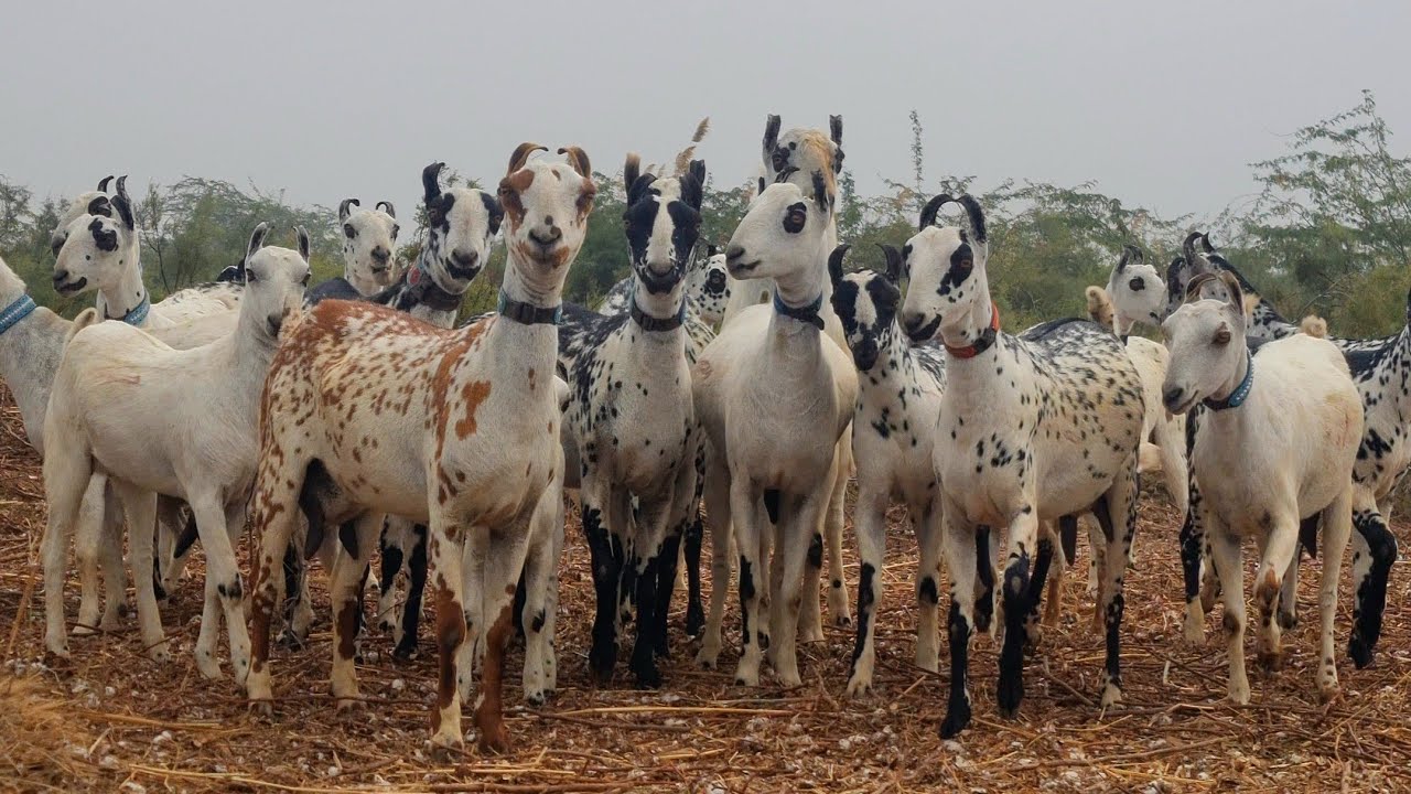 Pure Barbari Goats | Narejo Goat Farm - YouTube