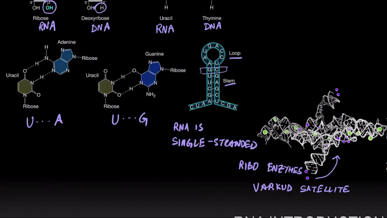 Introduction to RNA - YouTube
